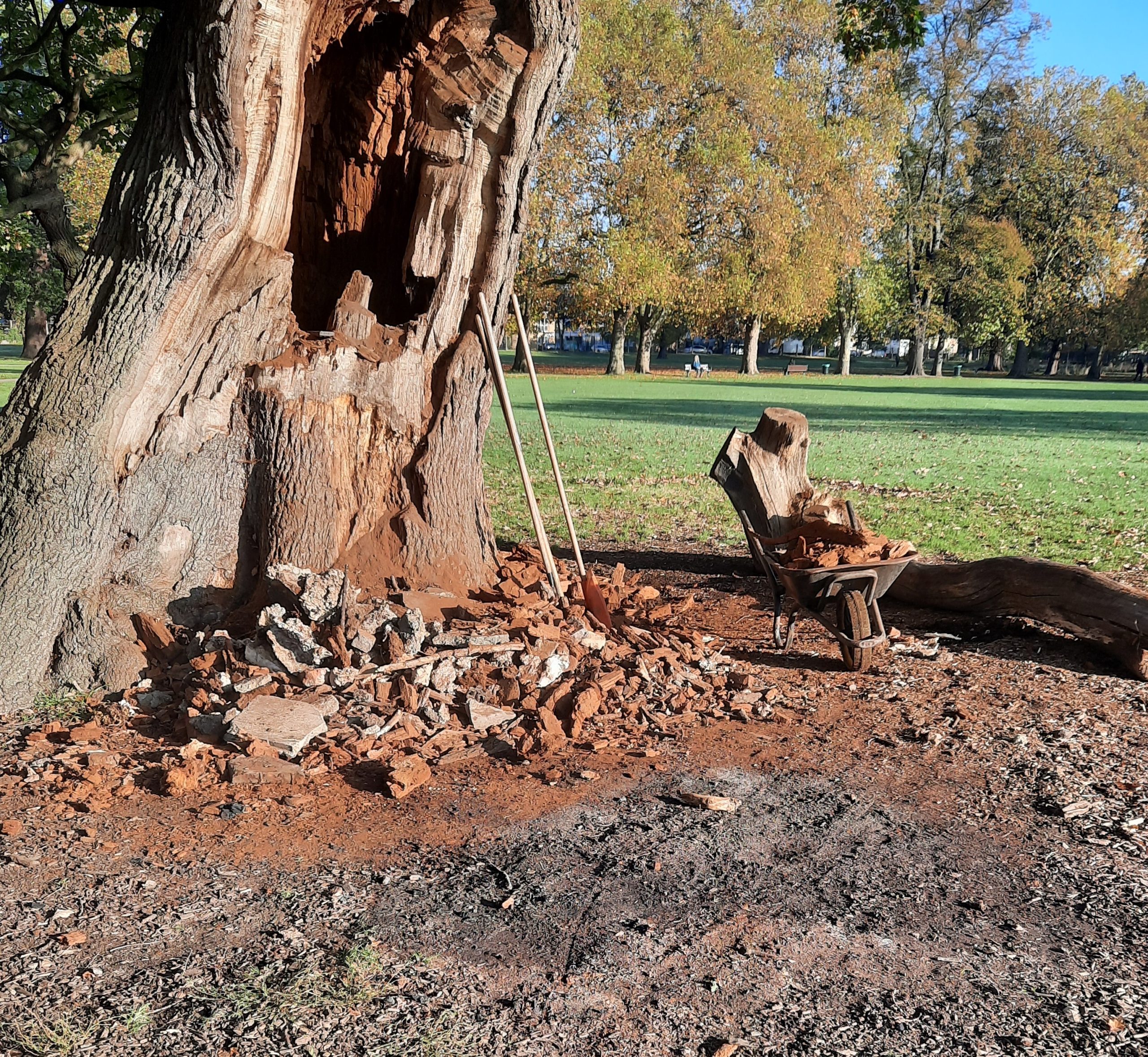 Log fires endanger ancient oak tree - Haringey Community Press